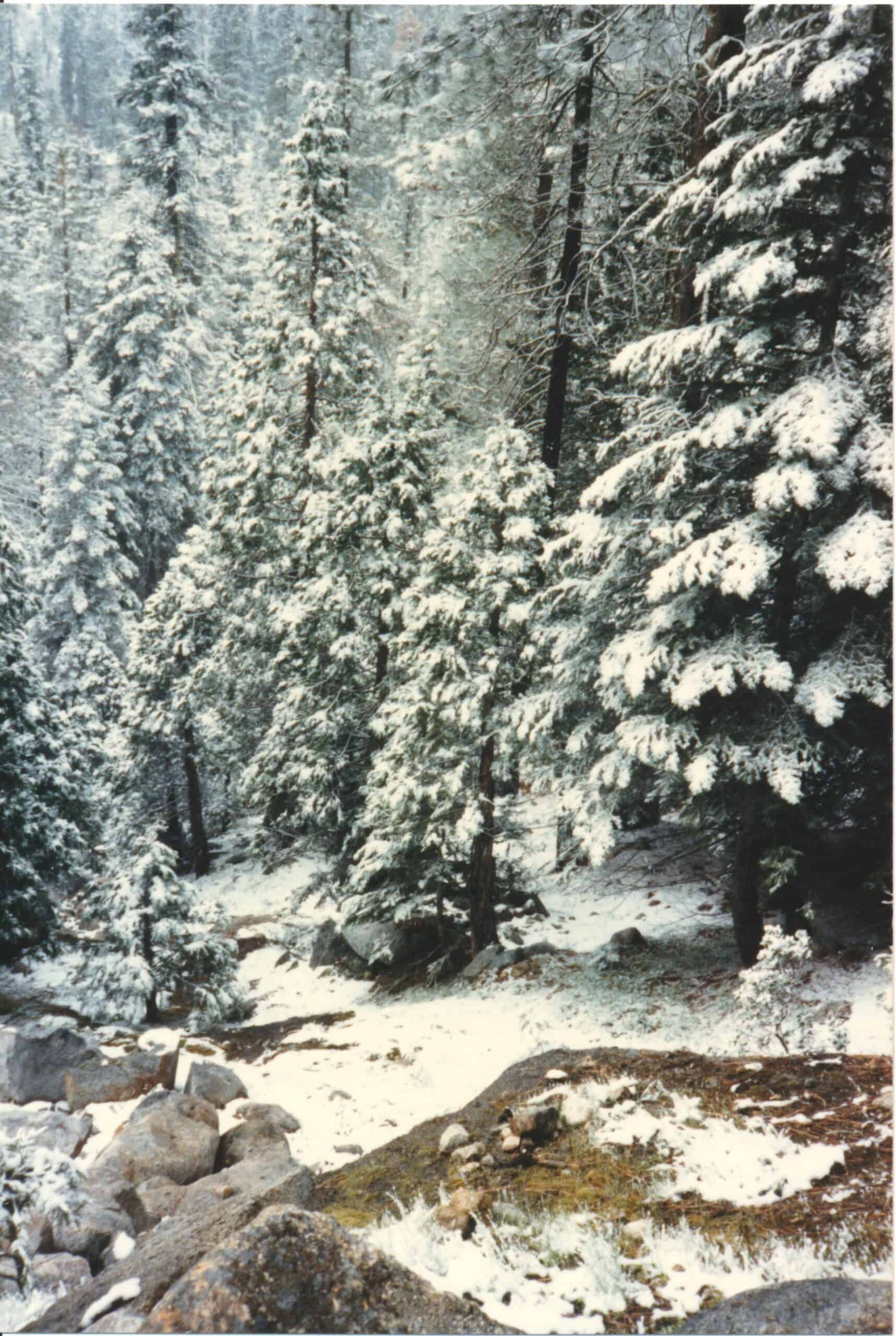2025 Best Campground in Sequoia National Park Guide